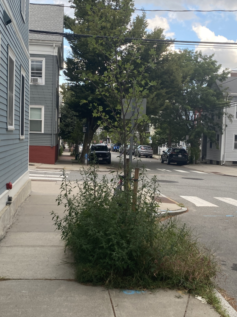 Caring for Our Street Trees Together: Healthy Trees Start at the Tree Well